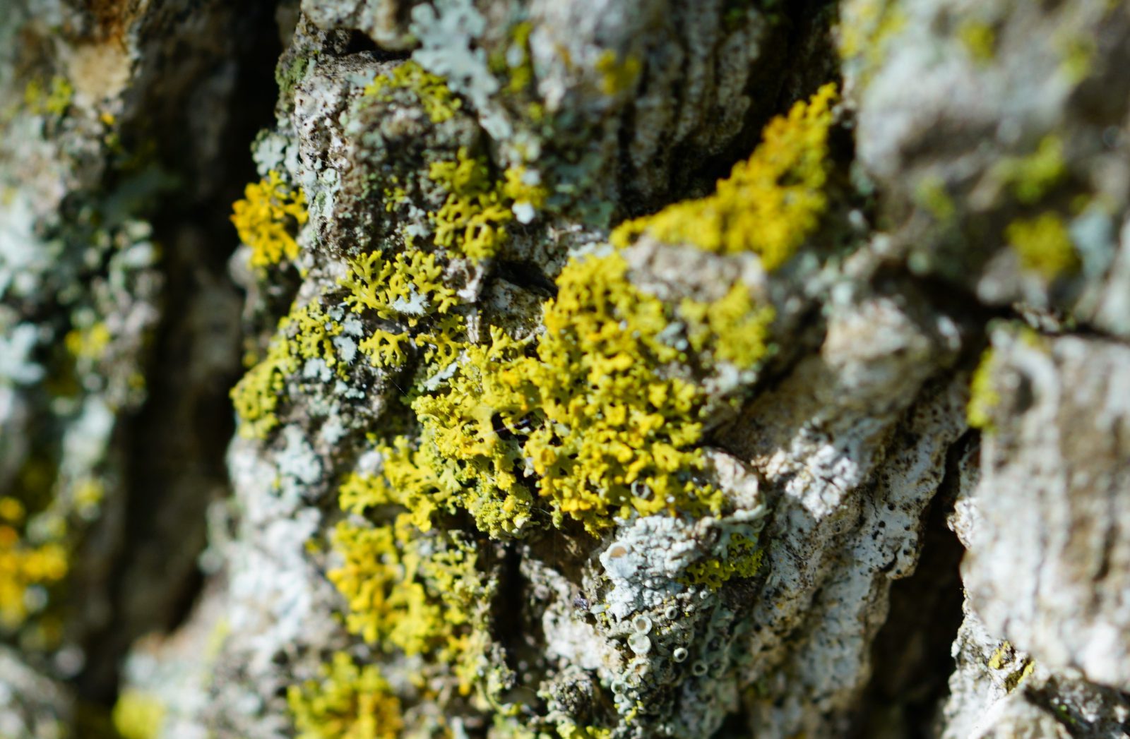 Lichens Indicate a Healthy Environment - Planters Place